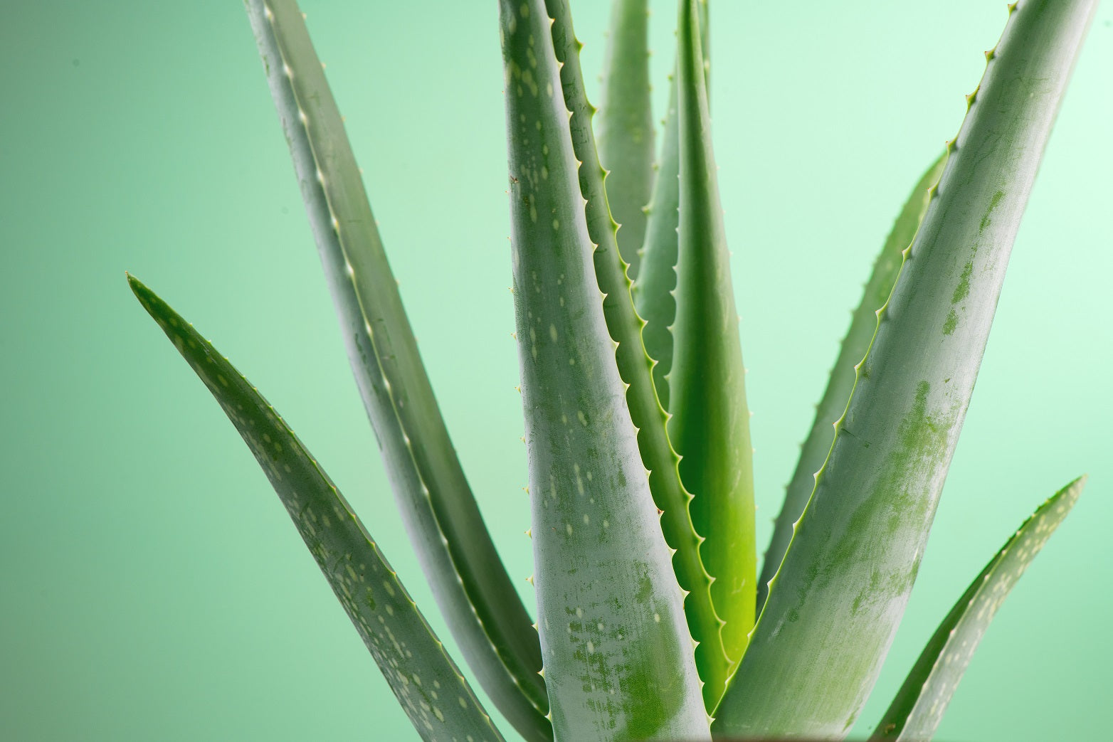 NEW SPIRIT NATURALS – New Spirit Naturals